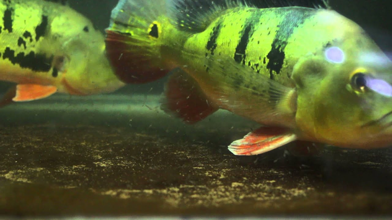 Cichla ocellaris breeding - YouTube