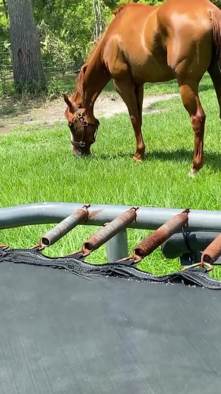 Her official name is…. MACY MAE!!!!! - YouTube