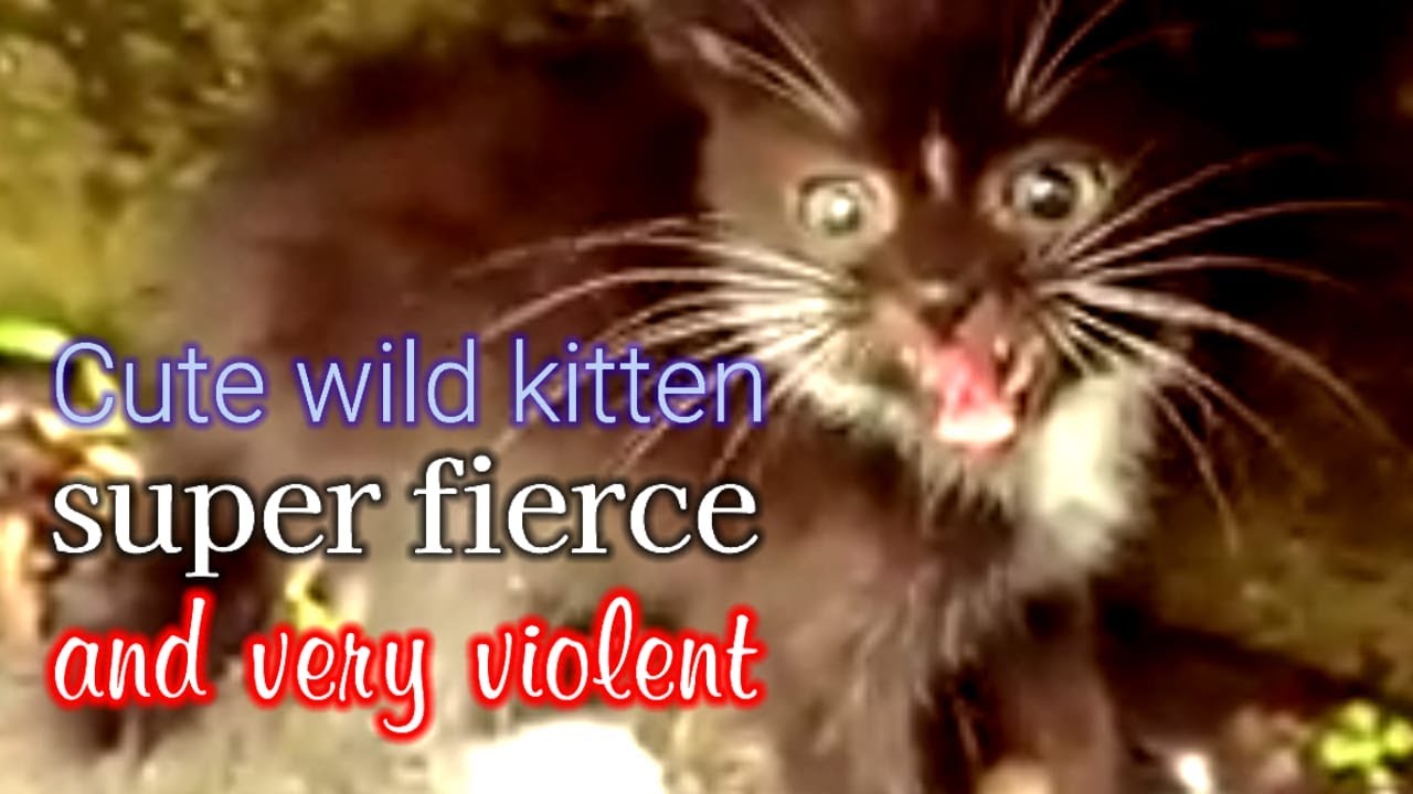 Video WILD KITTENS are CUTE and very FIERCY and ViCIOS - YouTube