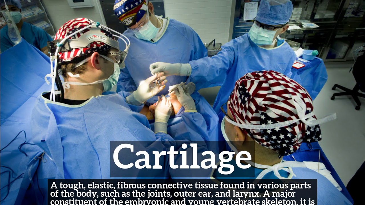 How Does Cartilage Look? | How to Say Cartilage in English? | What is ...