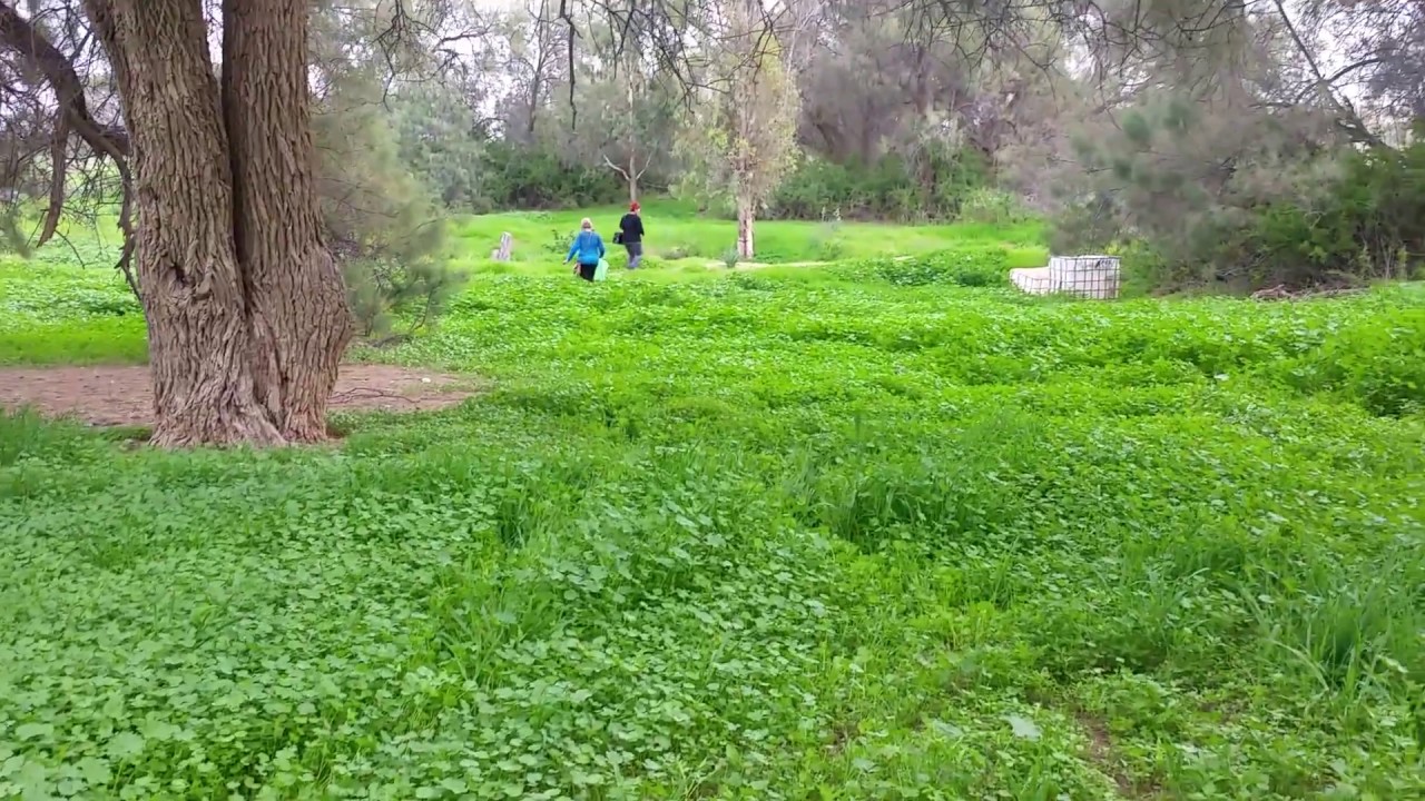 The Besor Stream, Eshkol Park, Israel - YouTube