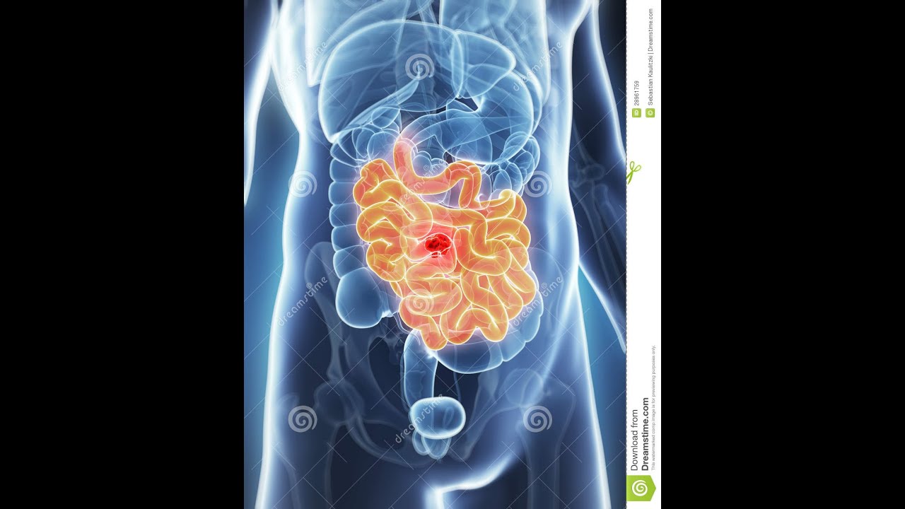 Anatomia y Fisiologia del Intestino Delgado - YouTube