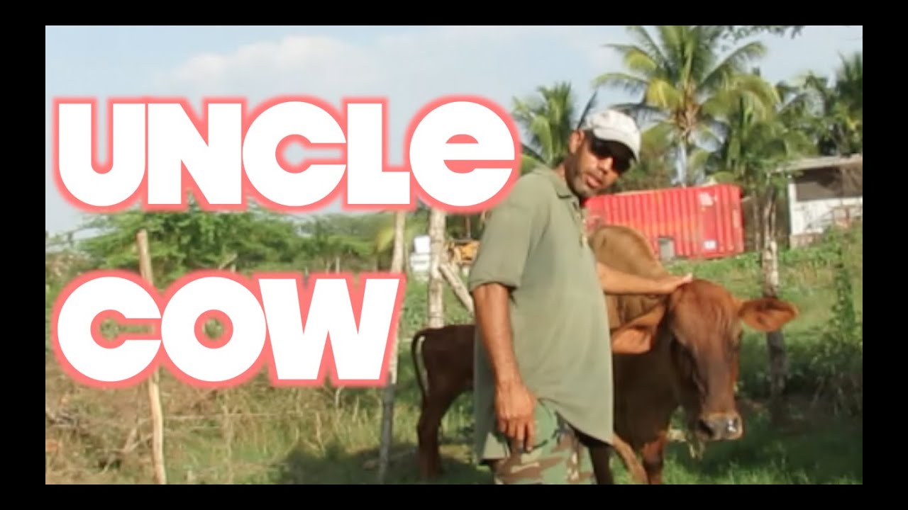 VLOG #72 UNCLE COW - YouTube