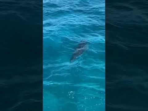 Shark Sightings at Key Biscayne: Are Beaches Really Safe ...