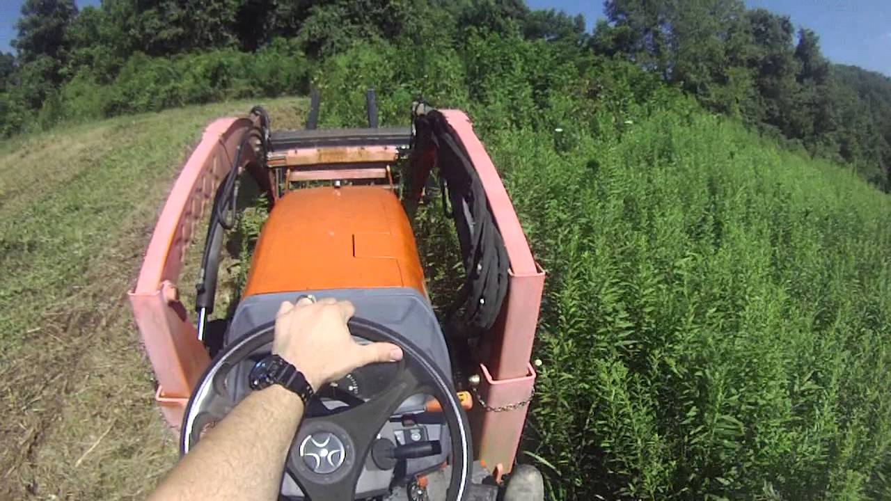 Seed Tree Cut video - YouTube