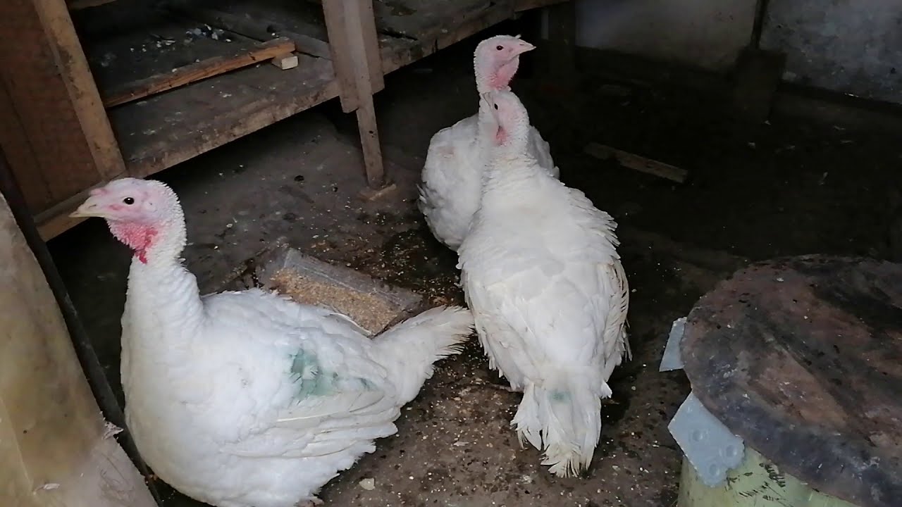Curcani la 12kg după 3 luni.Turkeys at 12 kg after 3 months - YouTube