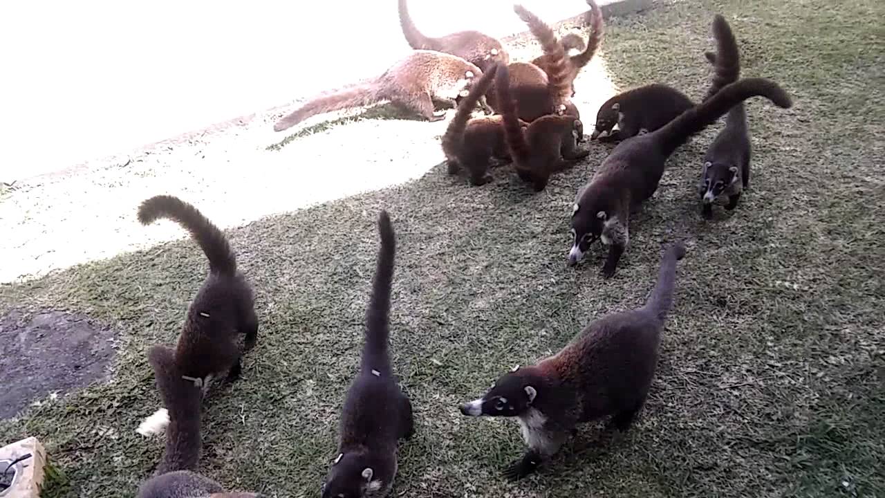 Afternoon coffee with Coati's in Boquete, Panama - YouTube
