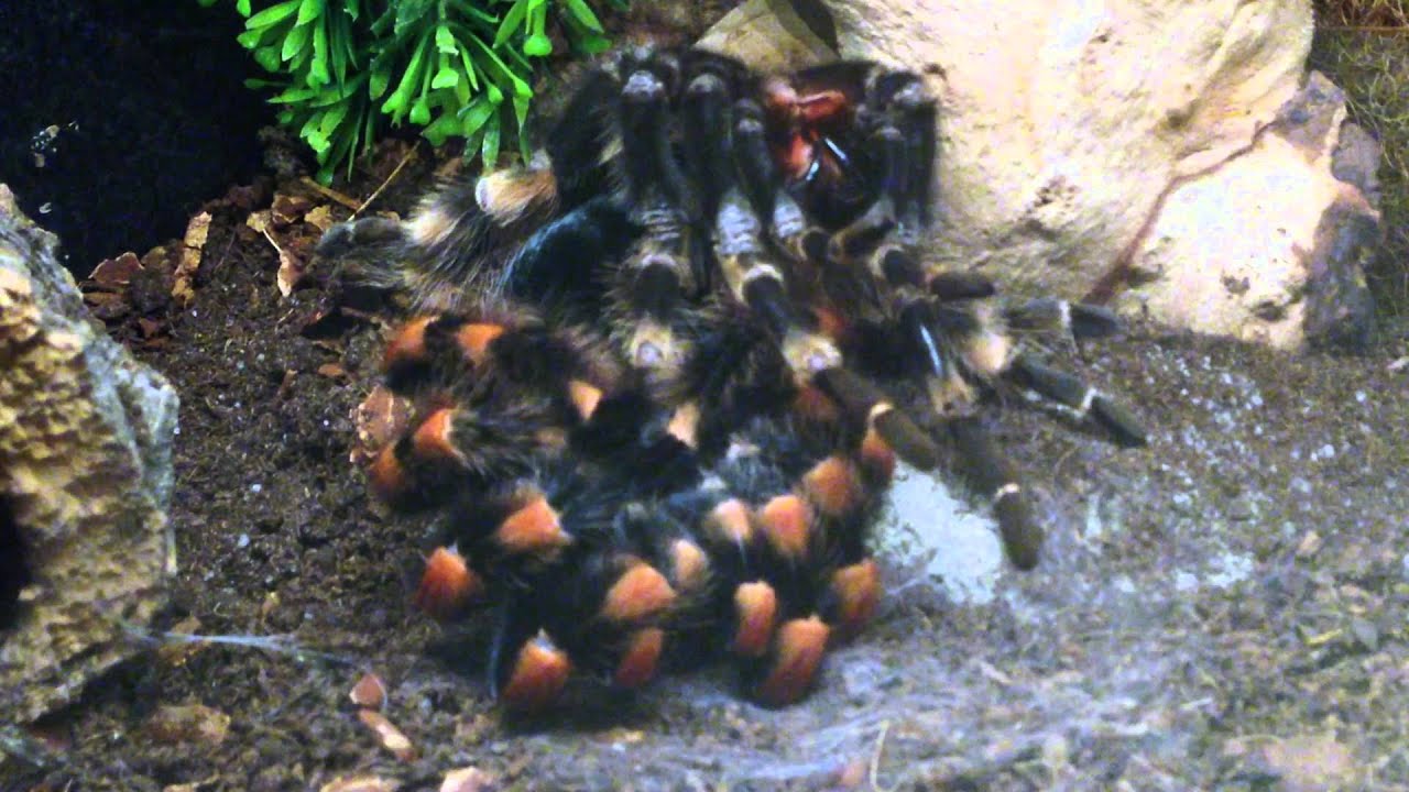 Mue mygale - YouTube