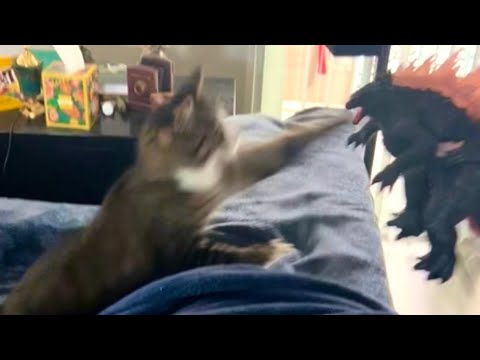 Cat vs Godzilla! - YouTube