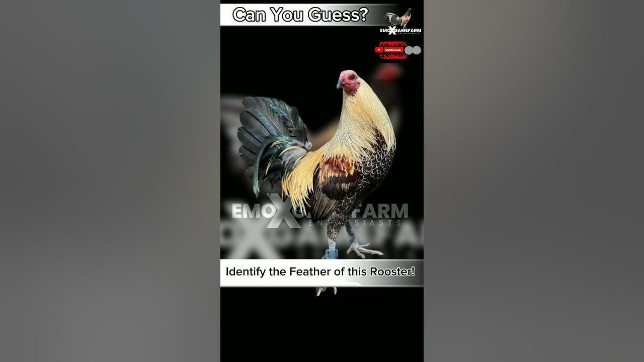 Red Falcon Gamefarm - YouTube