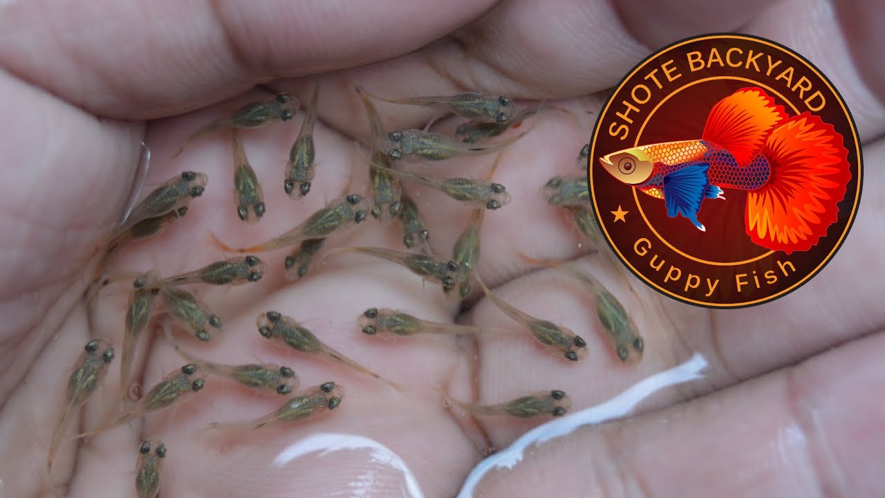Dumbo Ear FireTail Guppy | New Batch 12-24-2020 - Shote Backyard - YouTube