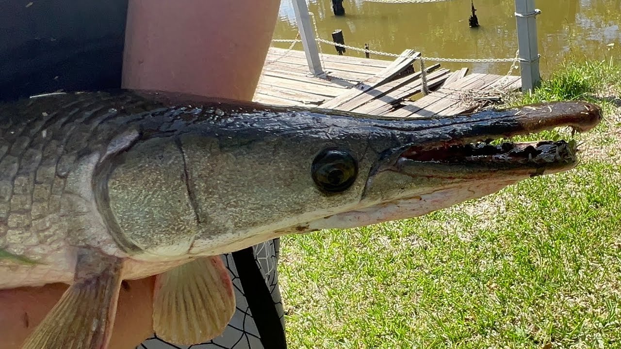 Fishing for prehistoric dinosaurs! - YouTube