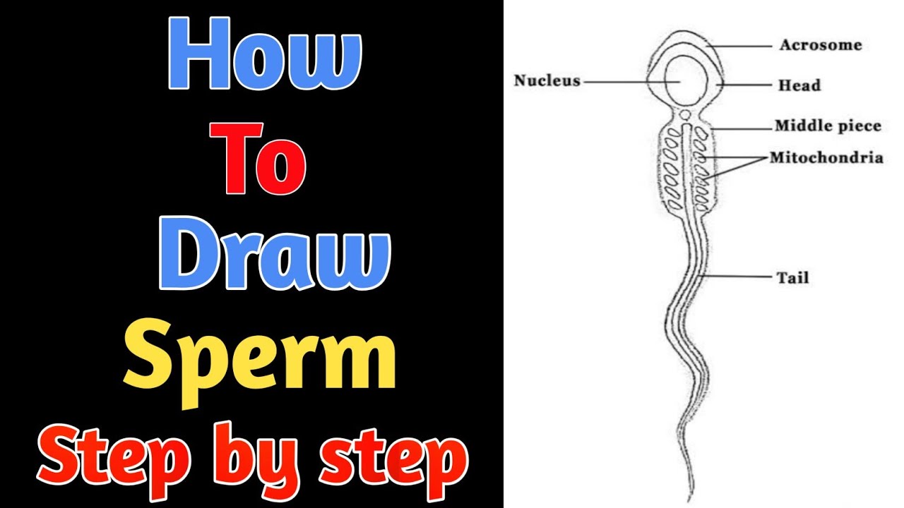 How to draw sperm diagram || Draw sperm diagram by easy trick || labbel ...