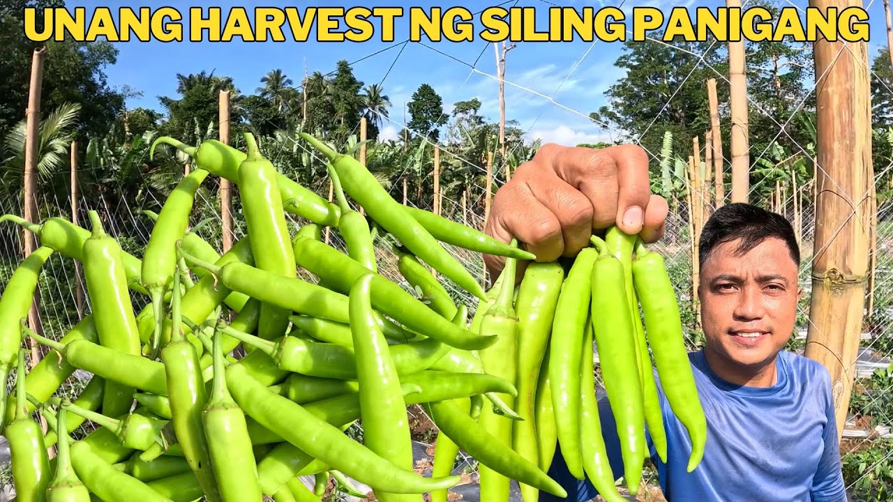 HARVEST NG SILING PANIGANG - YouTube