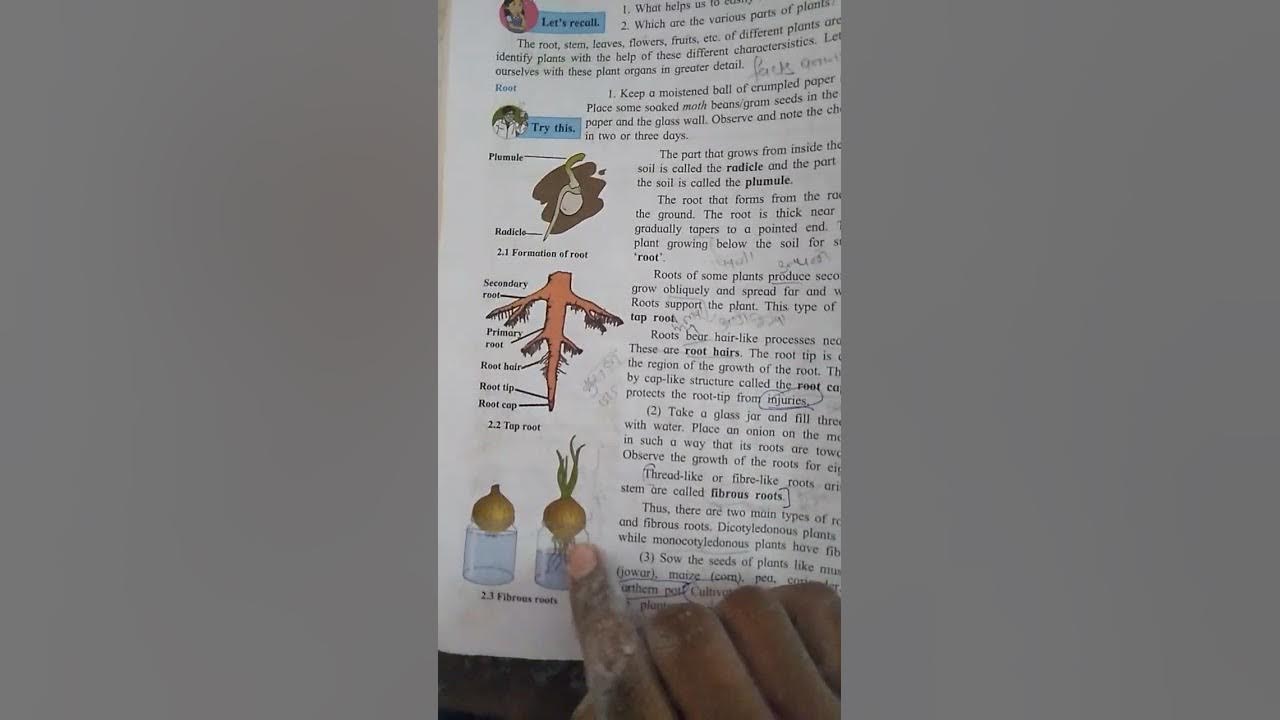 STD 7 Science L.2 Plant - structure and function - YouTube