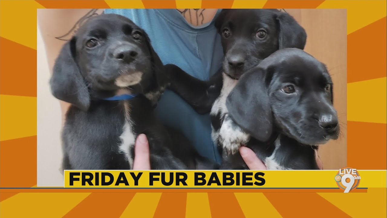 Friday Fur Babies: Lab Puppies - YouTube