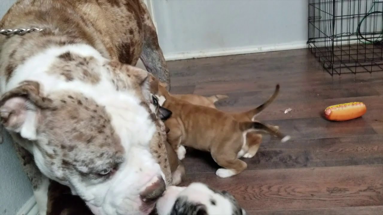 Bulldog pups Alapaha Blue Blood Bulldogs part 7 - YouTube