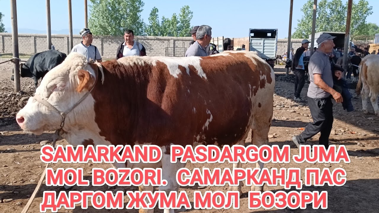 25 мая 2024 SAMARKAND PASTDARGOM JUMA MOL BOZORI САМАРКАНД ПАСТДАРГОМ ...
