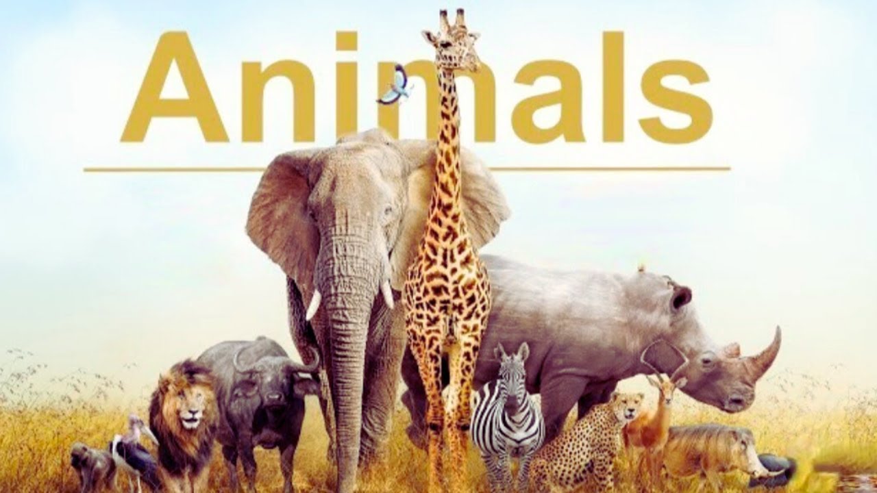 wild animals in 4k HD HDR_collection of colourfull wild animals (60 Fps ...