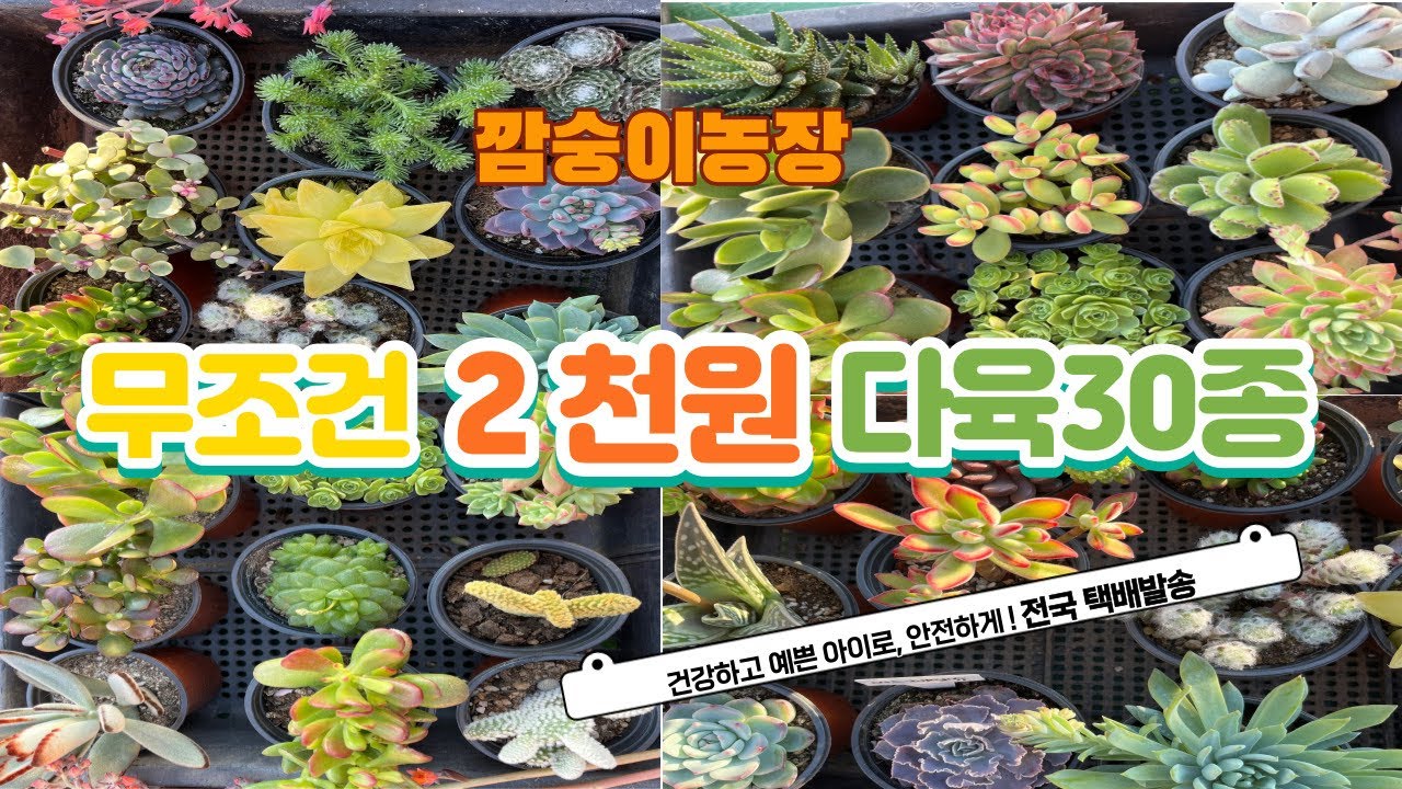 저렴한 다육 키우기쉬운 다육 전품목 2천원🥰 국민다육이 다육판매 다육이키우기 Succulent 전국택배가능 Youtube