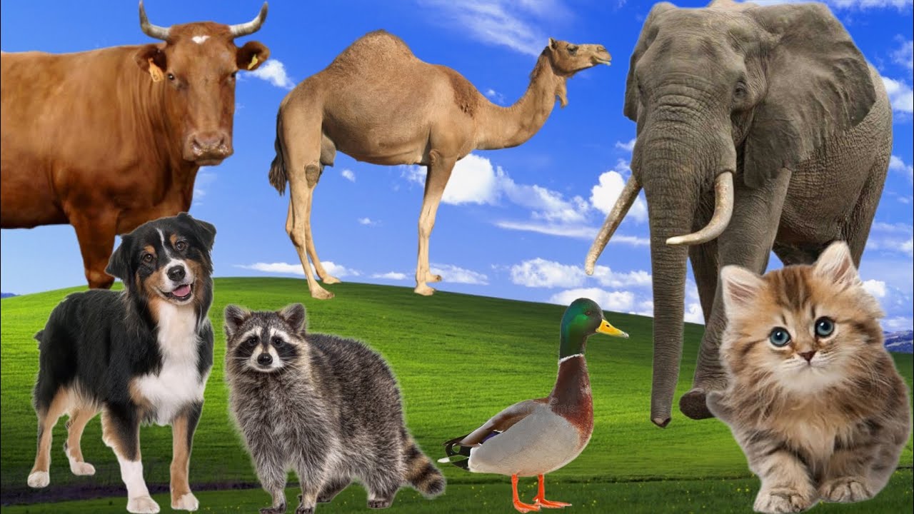 Funny farm animals sounds: Cow, Dog, Cat, Raccoon, Camel, Elephant ...