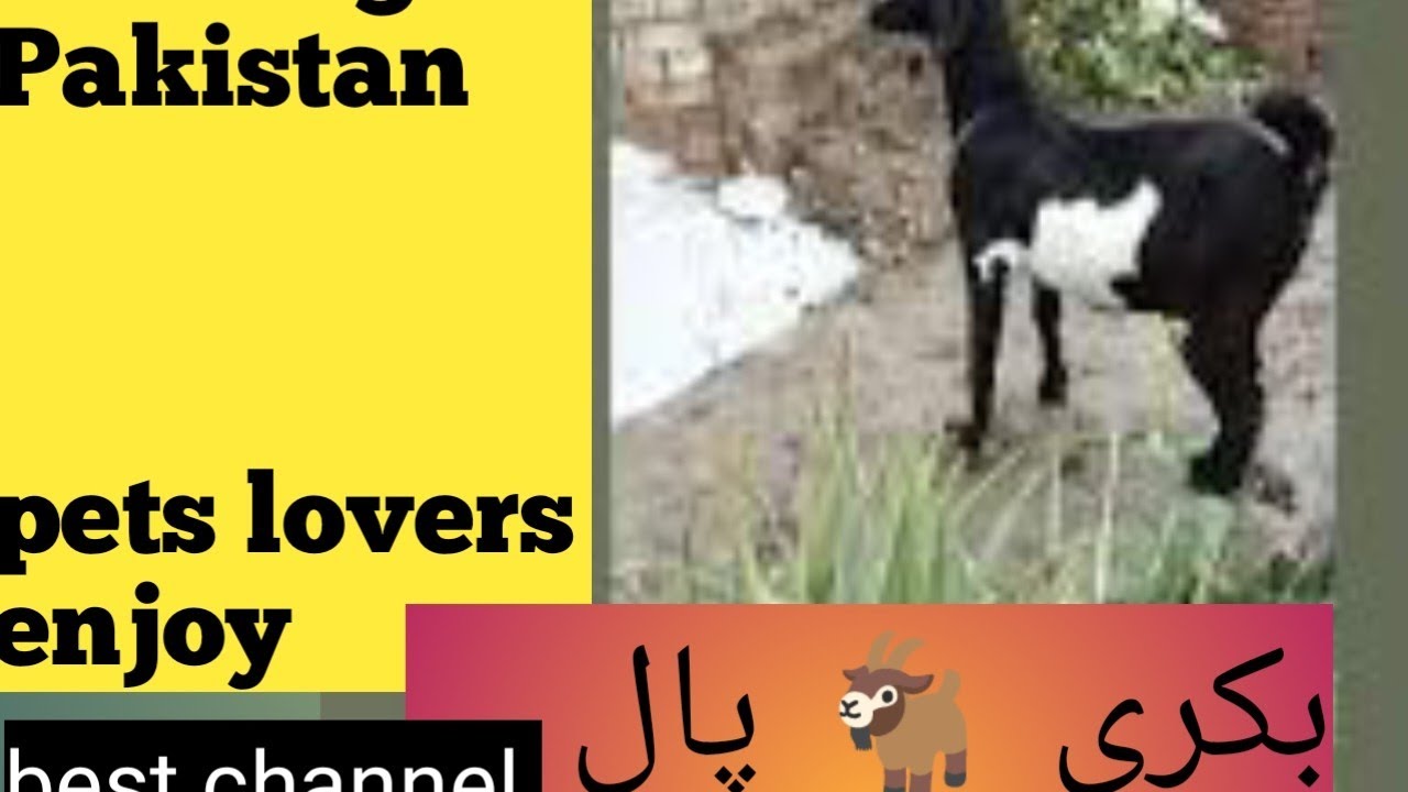 pets in home 🏠🏡 running jumping eating enjoying - YouTube