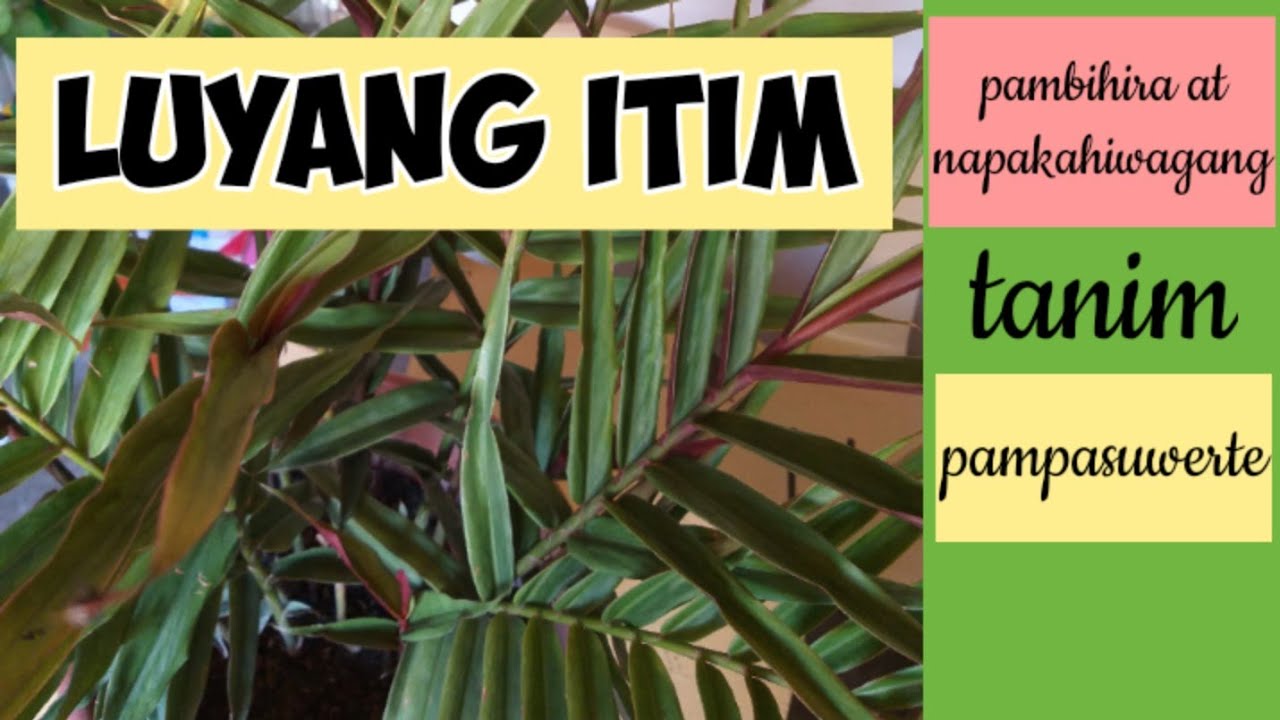 luyang itim - YouTube