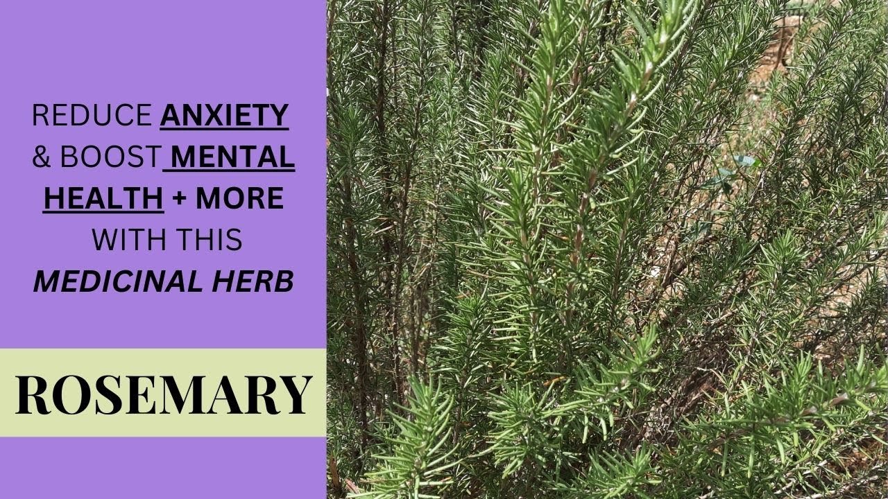 ROSEMARY - MEDICINAL USES / RESEARCH-BASED BENEFITS / SIDE EFFECTS ...