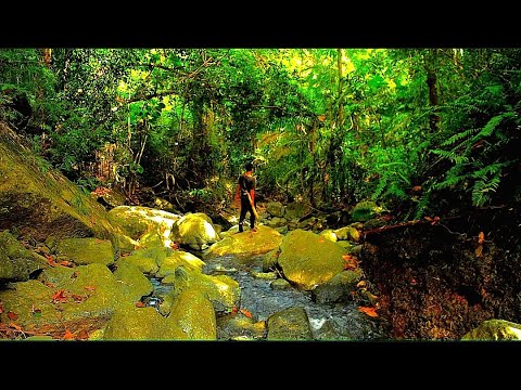 60 DAYS SURVIVAL ALONE IN THE JUNGLE ,CREATE A SHELTER/FORAGE WILD ...