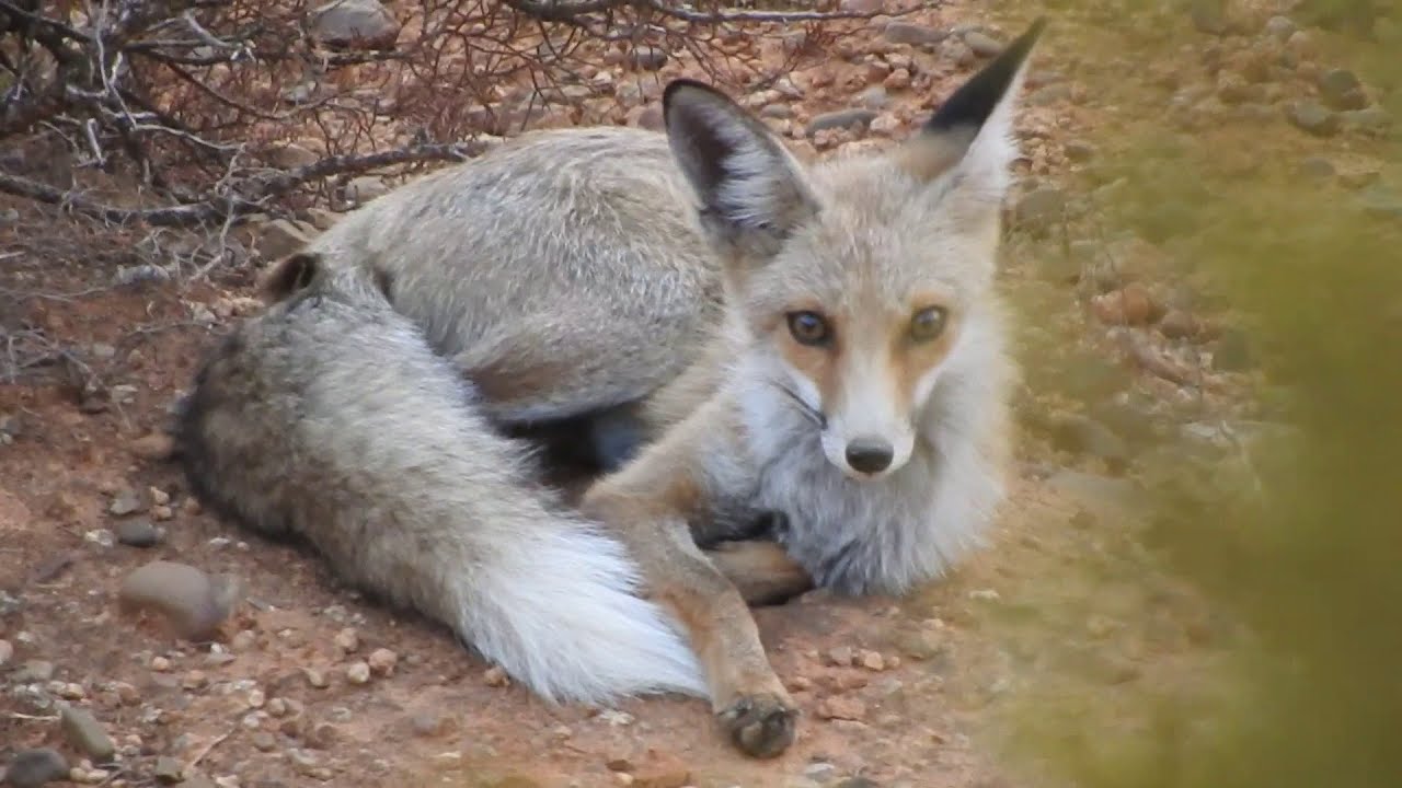 renard roux en Algérie - YouTube
