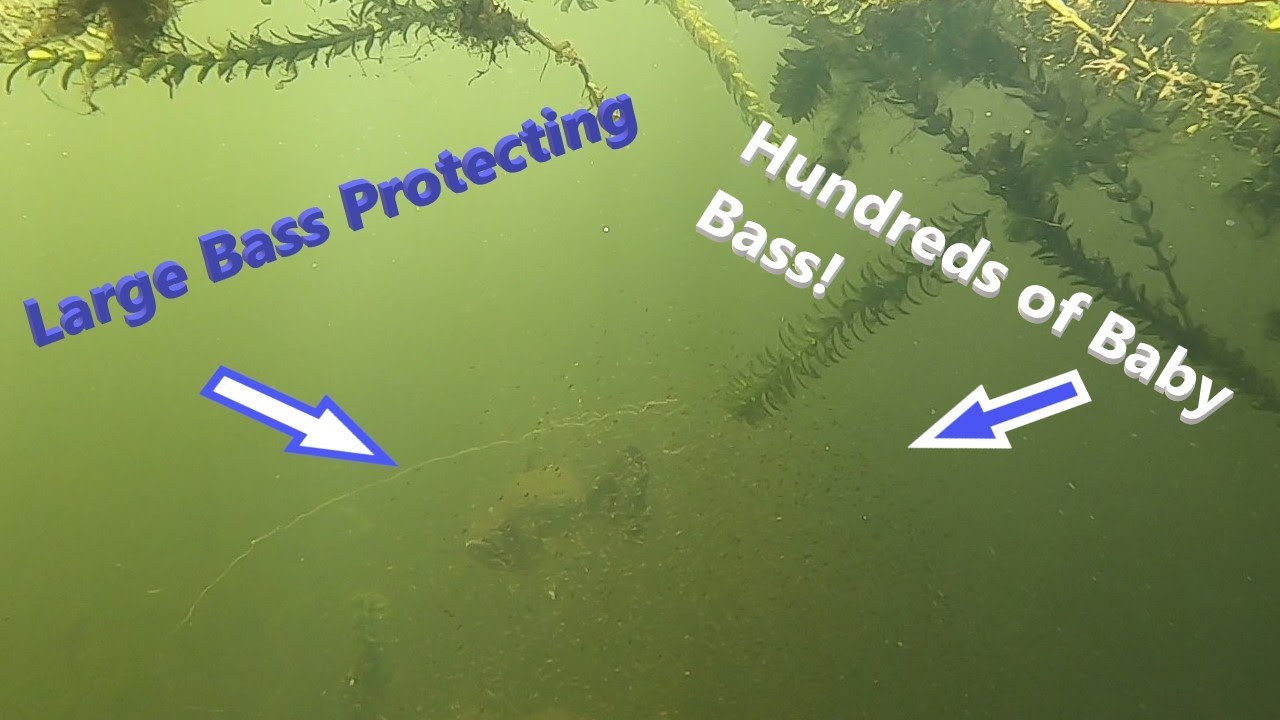 Purely Underwater Fish Footage! Mostly Sunfish, Bluegill, Red Ear ...