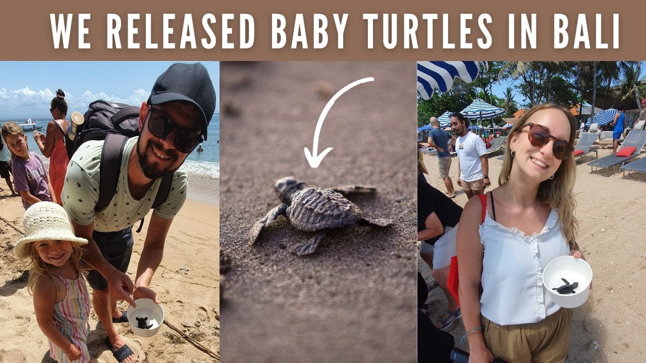 A Day in Sanur | Baby Turtle Release In Bali - YouTube