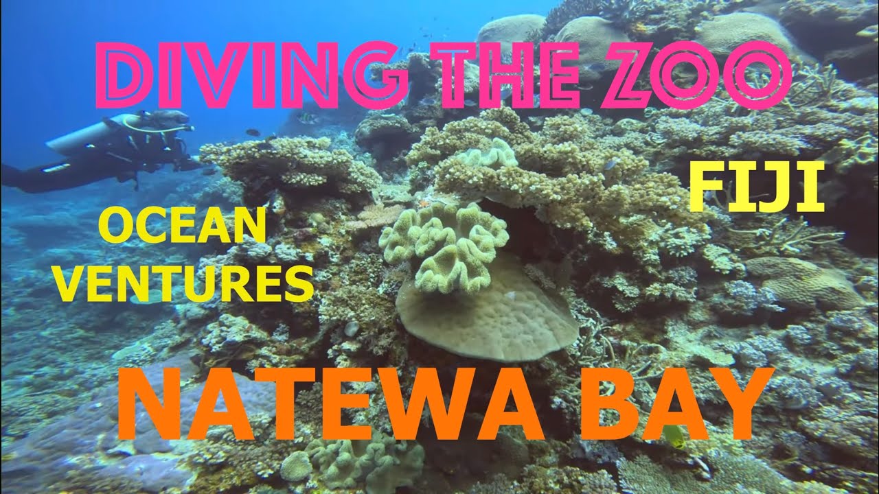 Diving "The Zoo" Natewa Bay with Ocean Ventures Fiji 4K - YouTube