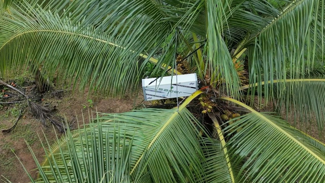 Saper - Fully Automatic Coconut Sap Tapping - YouTube