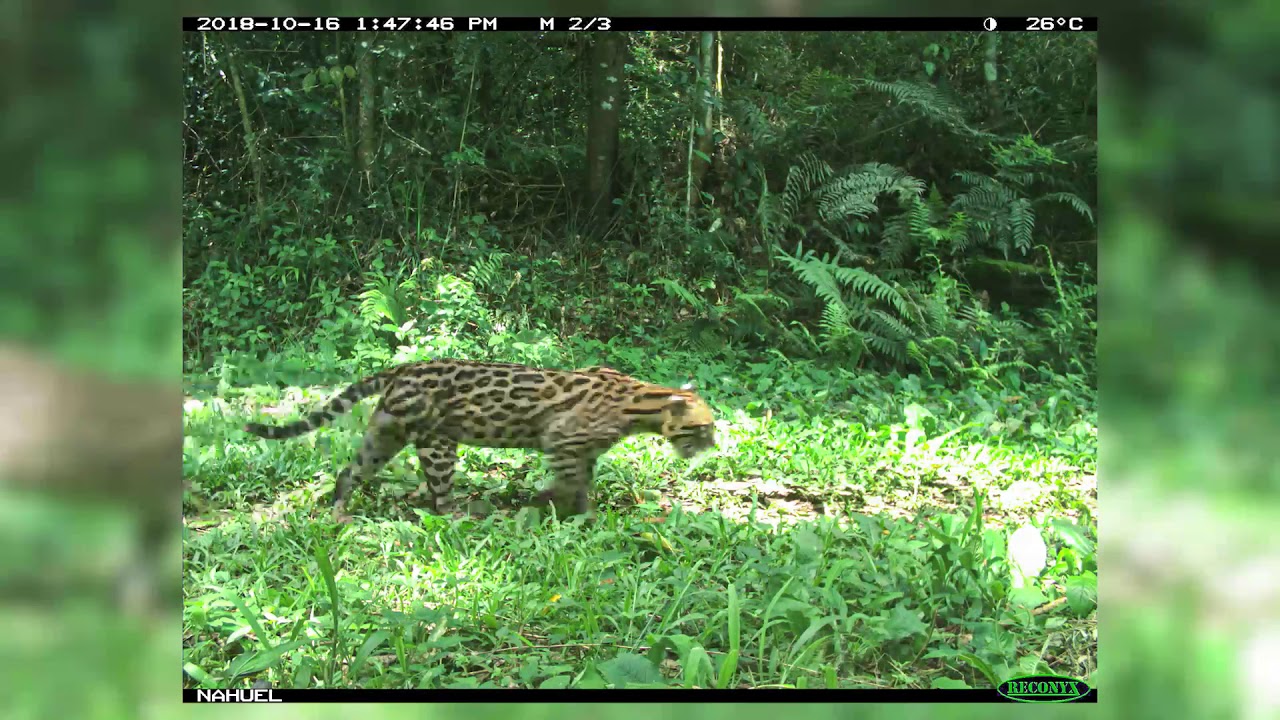 Choco, el ocelote macho que vive en la Reserva de Vida Silvestre Urugua ...