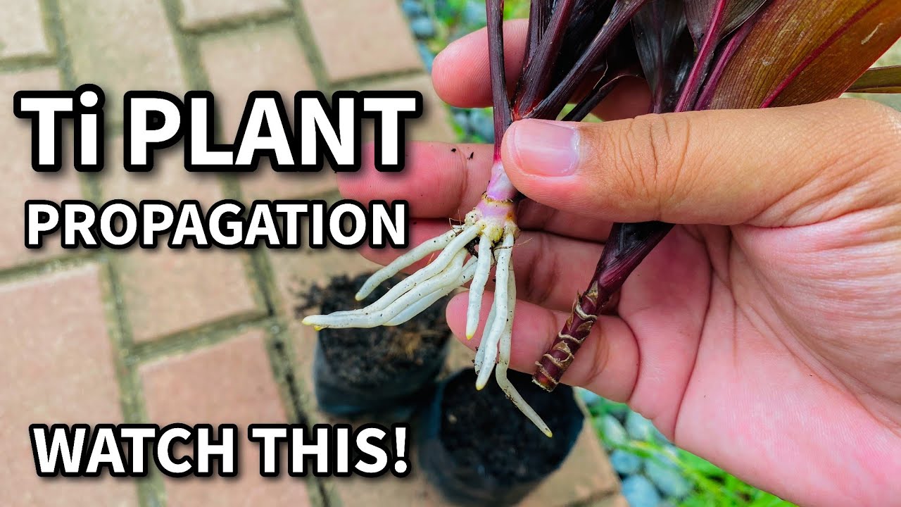 THE CORRECT WAY TO PROPAGATE TI PLANT | Lush Cordyline | Good Luck ...