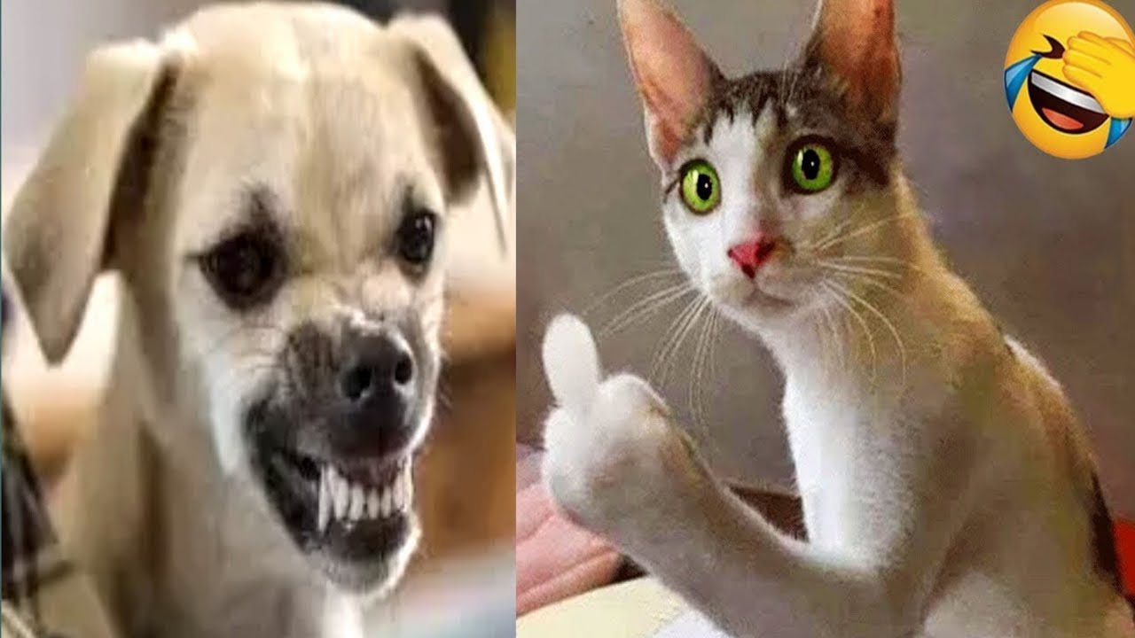 The Best Cat and Dog Fails 🐱🐶 Funny Pets Compilation #345 - YouTube