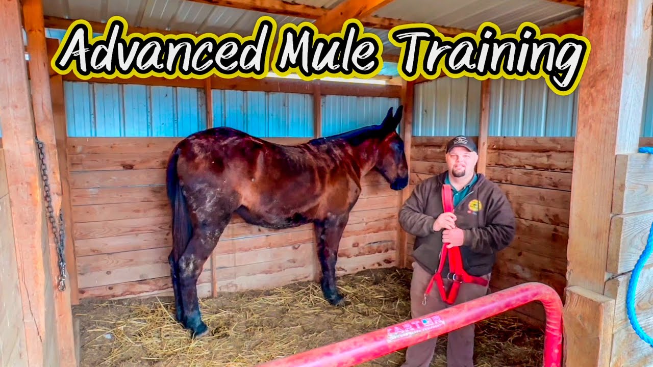 How I make my MULES better and MULES PLOWING!!! #193 - YouTube