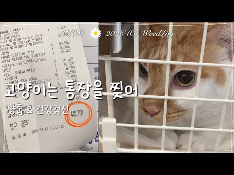 ENG vlog 고양이는 통장을 찢어😭 래리 입양 사연과 건강검진, 예민 쫄보 고양이가 동물병원 가는 브이로그 / 위드로그 2026년 2월 2주