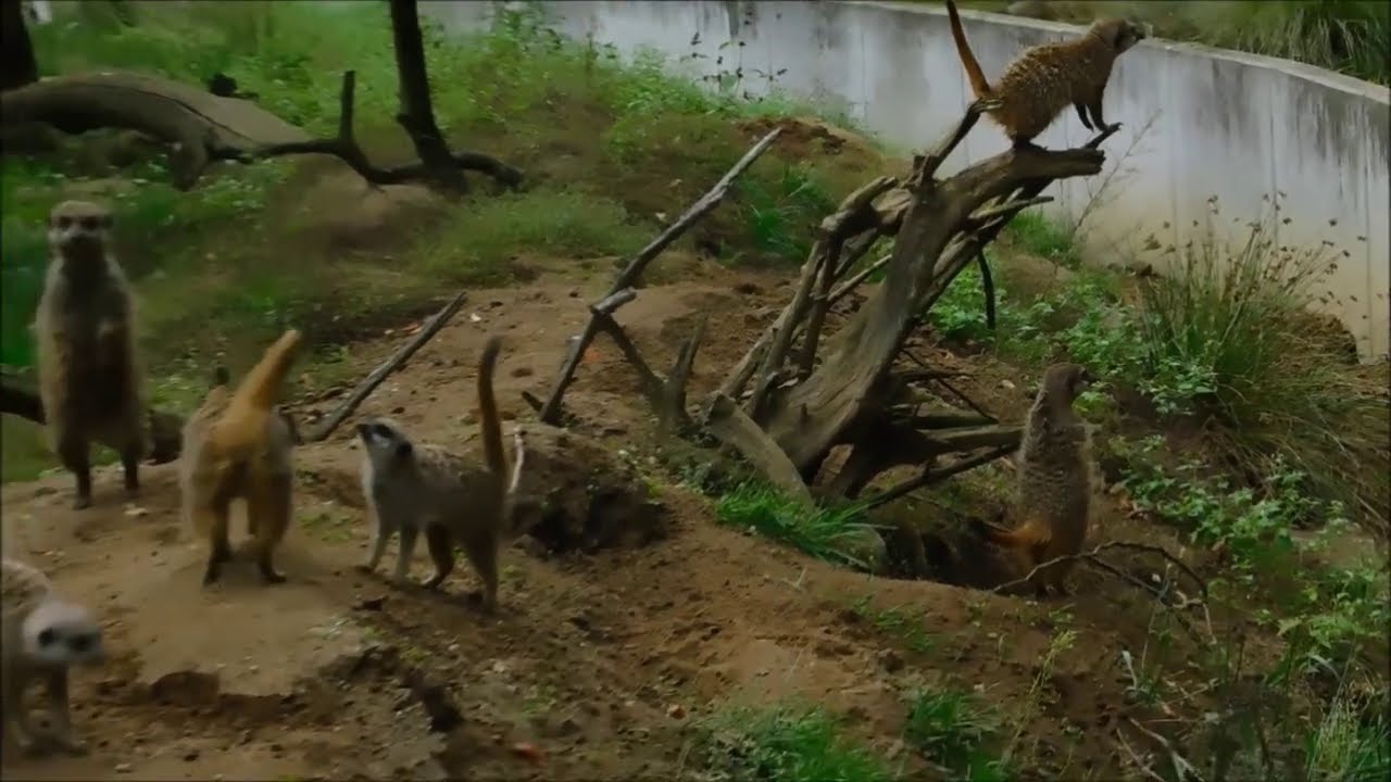 Cottbus Zoo Video und Bilder - YouTube