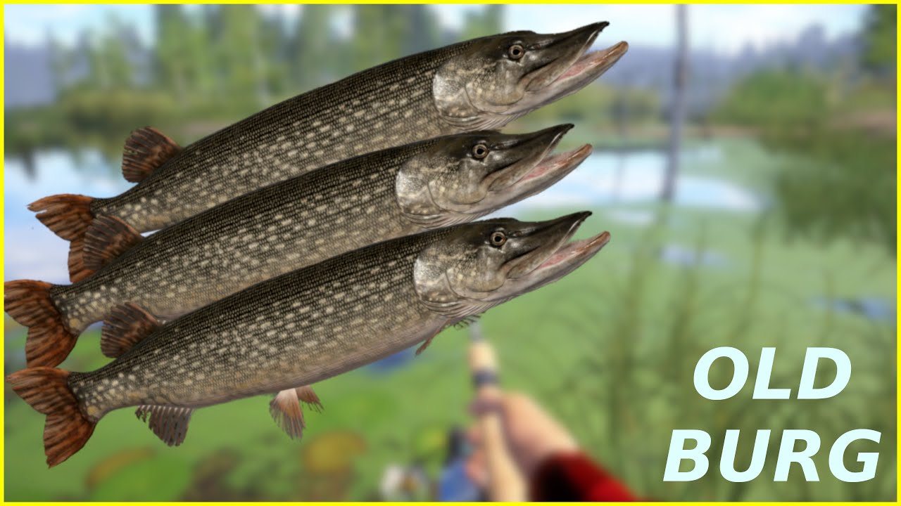 Pike Old Burg | Russian Fishing 4 rf4 spot #264 #mjplay - YouTube