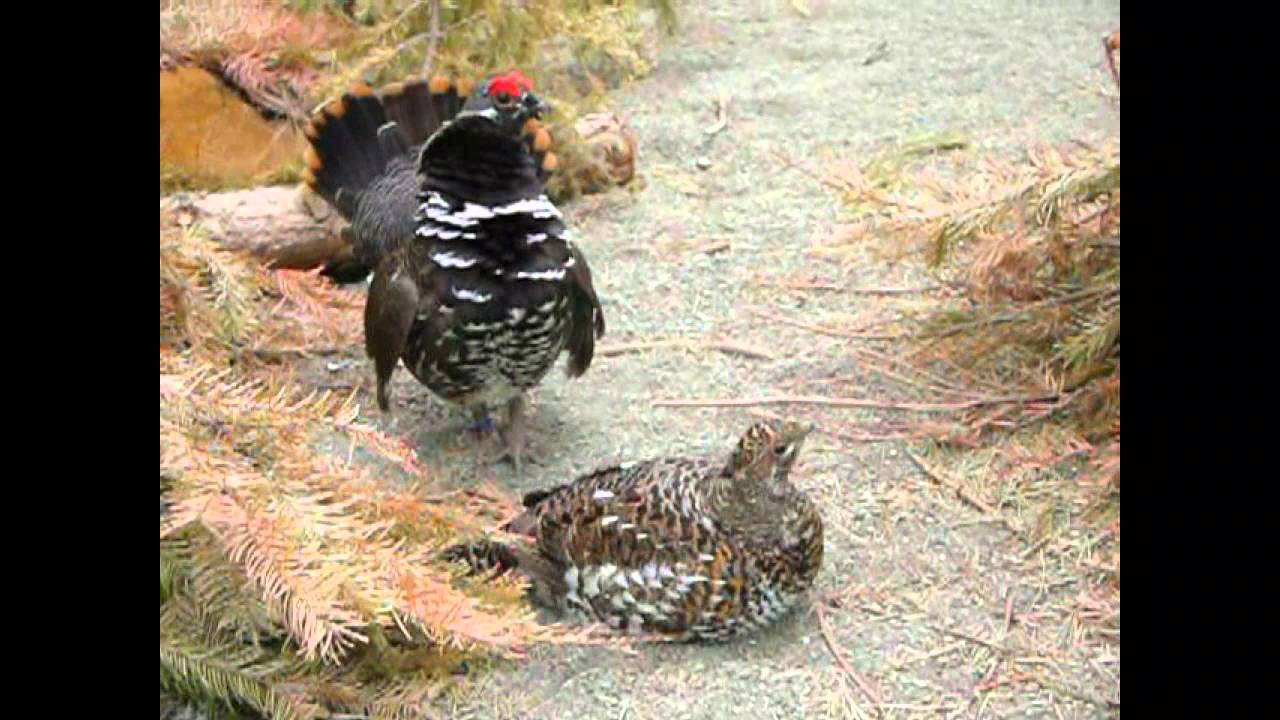 canadian spruce grouse mating - YouTube