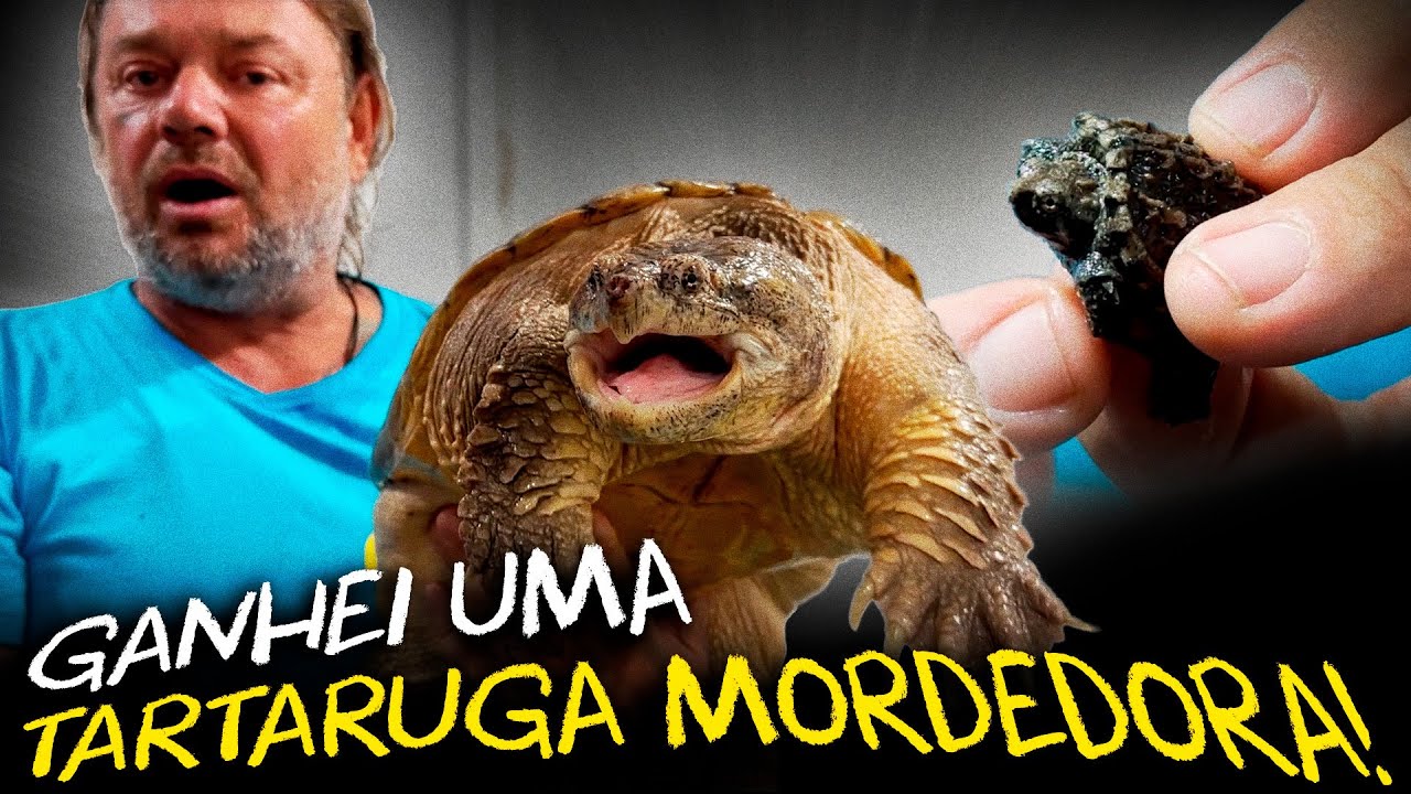 CHELYDRA SERPENTINA: CRIAÇÃO DA TARTARUGA MORDEDORA, A MORDIDA MAIS ...