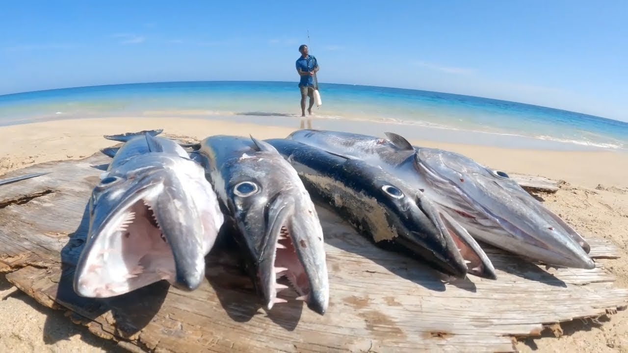 Hunting Barracudas #Spearfishing - YouTube