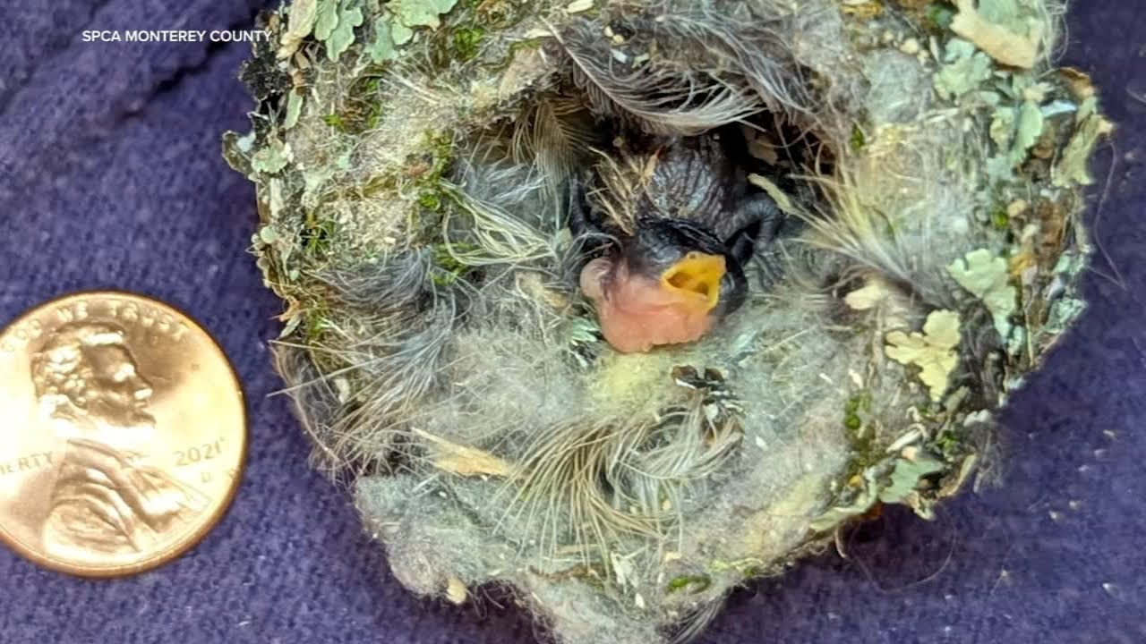 Baby hummingbirds being cared for by Monterey Co. SPCA: Here's a look ...