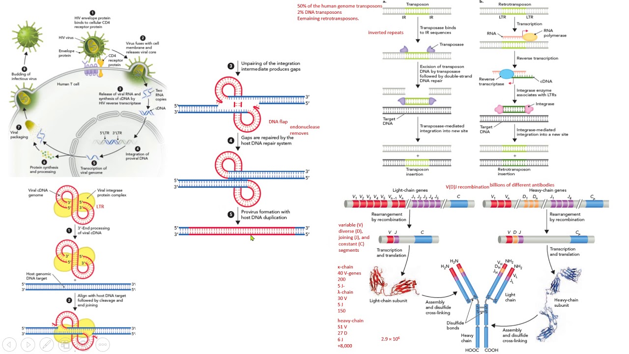 HIV VIH transposones retrotransposones genes inmunoglobulinas biología ...