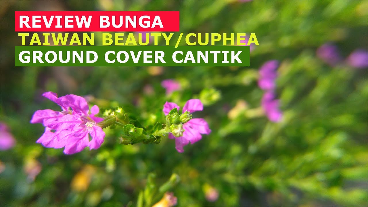 WOW BANGET !! Tanaman cuphea atau bunga taiwan beauty dengan ground ...
