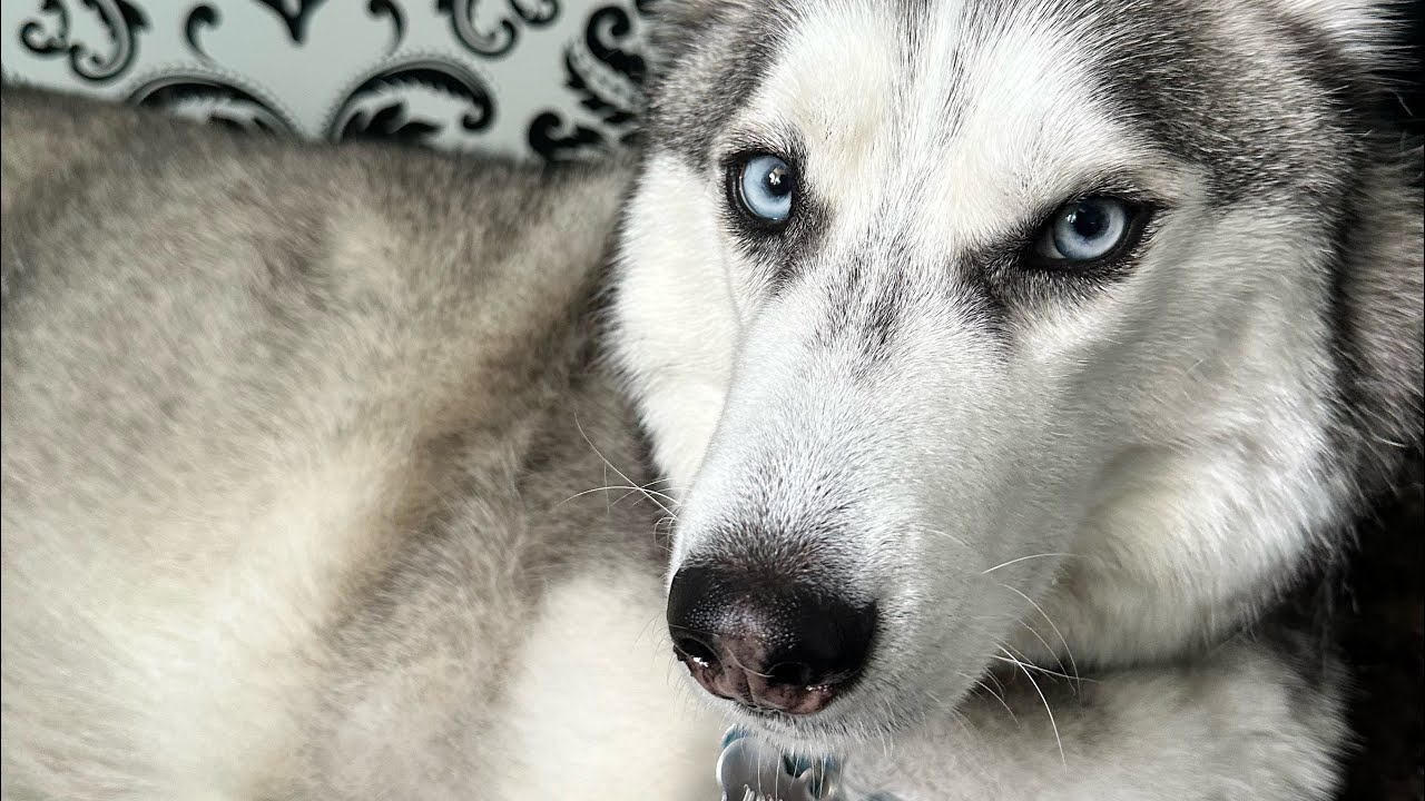 Practicing whisper with my husky! - YouTube