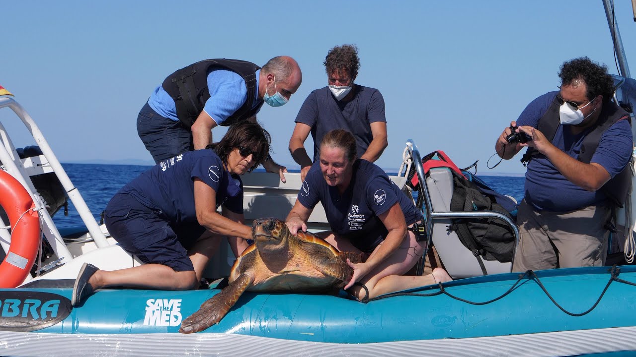 Marine Animal Rescue: Sea Turtle Gloria // Rescate Animales Marions ...