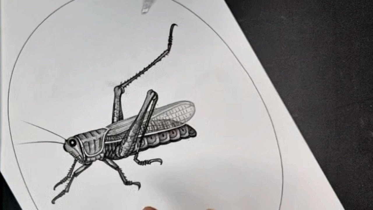 Learn to Draw a Grasshopper (Super Easy Beginner Method!) - YouTube